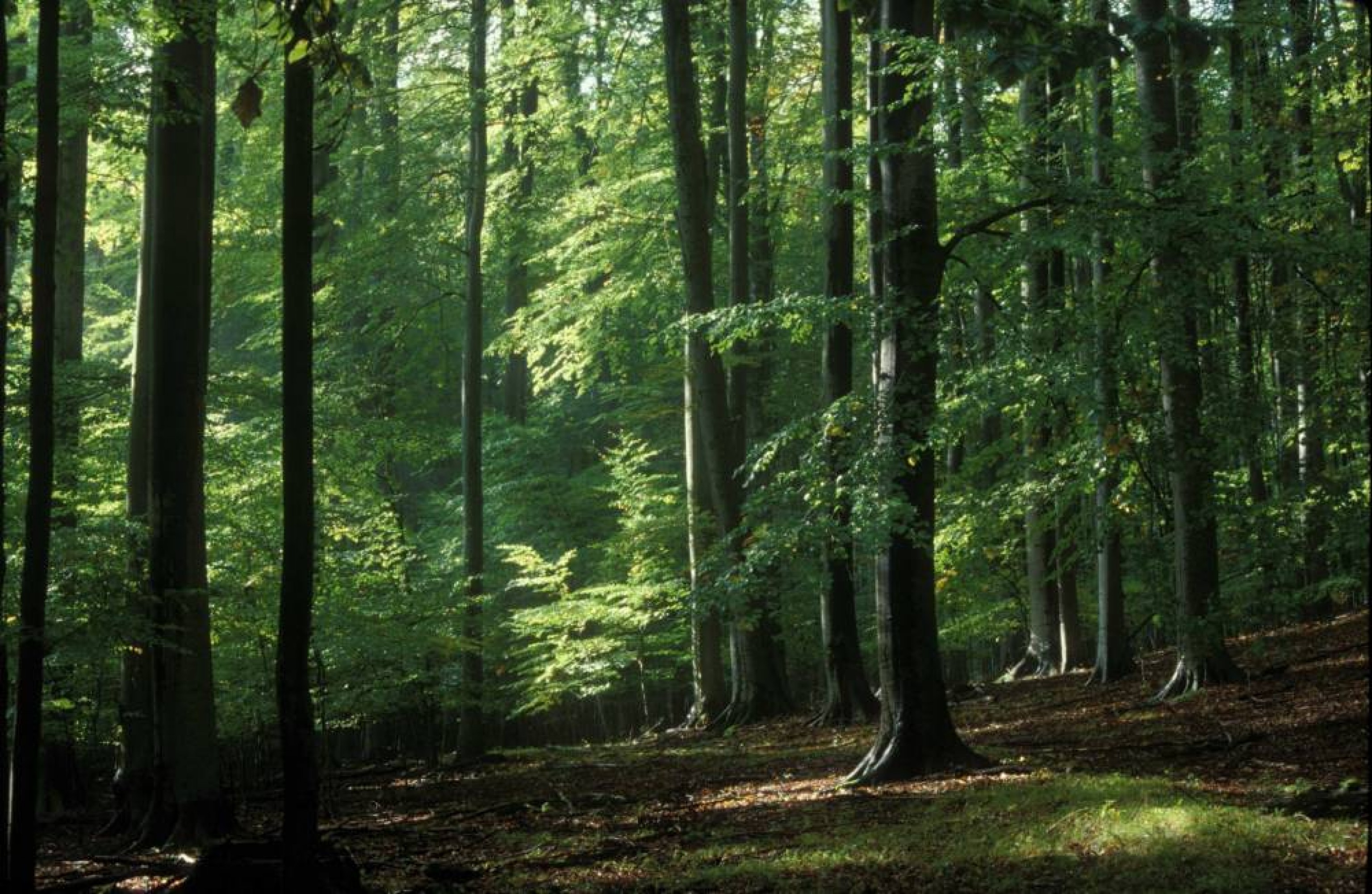 Plus d’un million d’hectares de forêts certifiées FSC chaque année dans ...